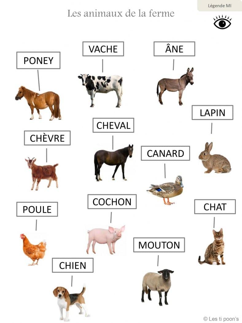 Les animaux de la ferme - Découverte du Monde, Ecriture, Etude de la ...