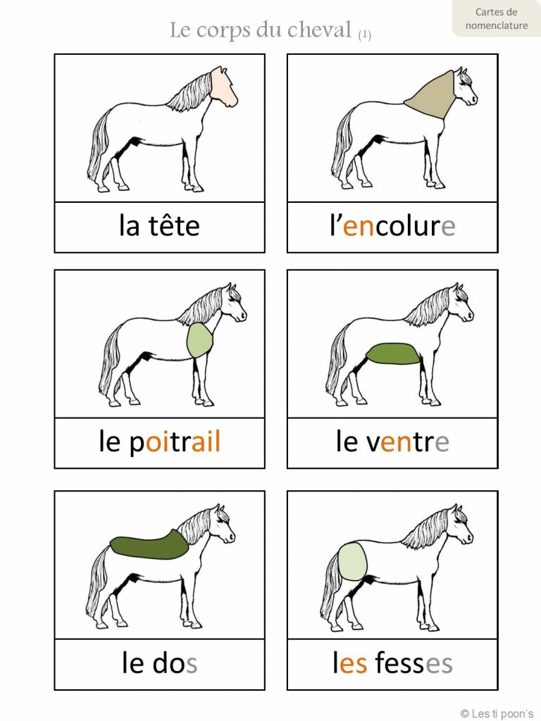 Le Corps Du Cheval Exercices: Exercices Pour Muscler Son Cheval – EYZA