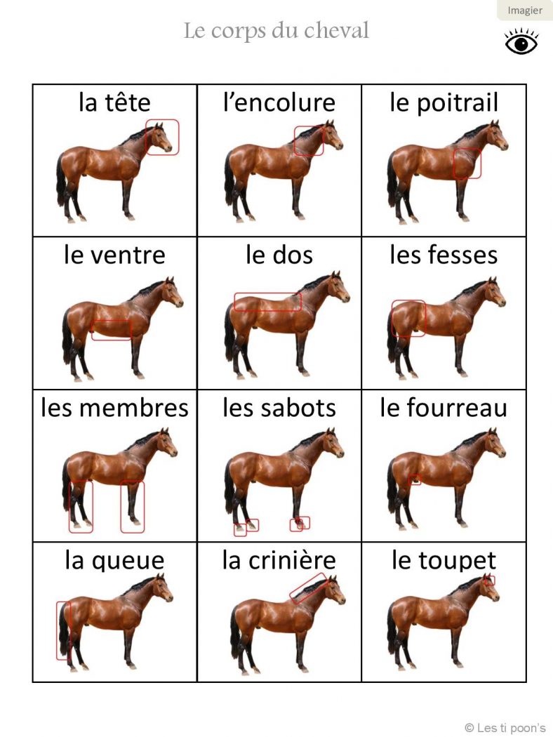 L'imagier du cheval (schéma corporel) - Découverte du Monde CP, Divers ...