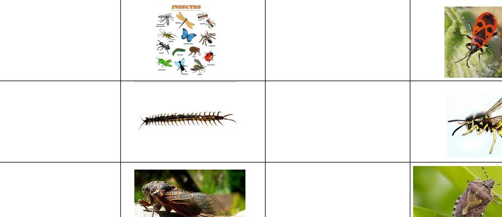 JEUX AUTOCORRECTIFS (Lecture, Science, Vocabulaire, Anglais) : GS/CP ...