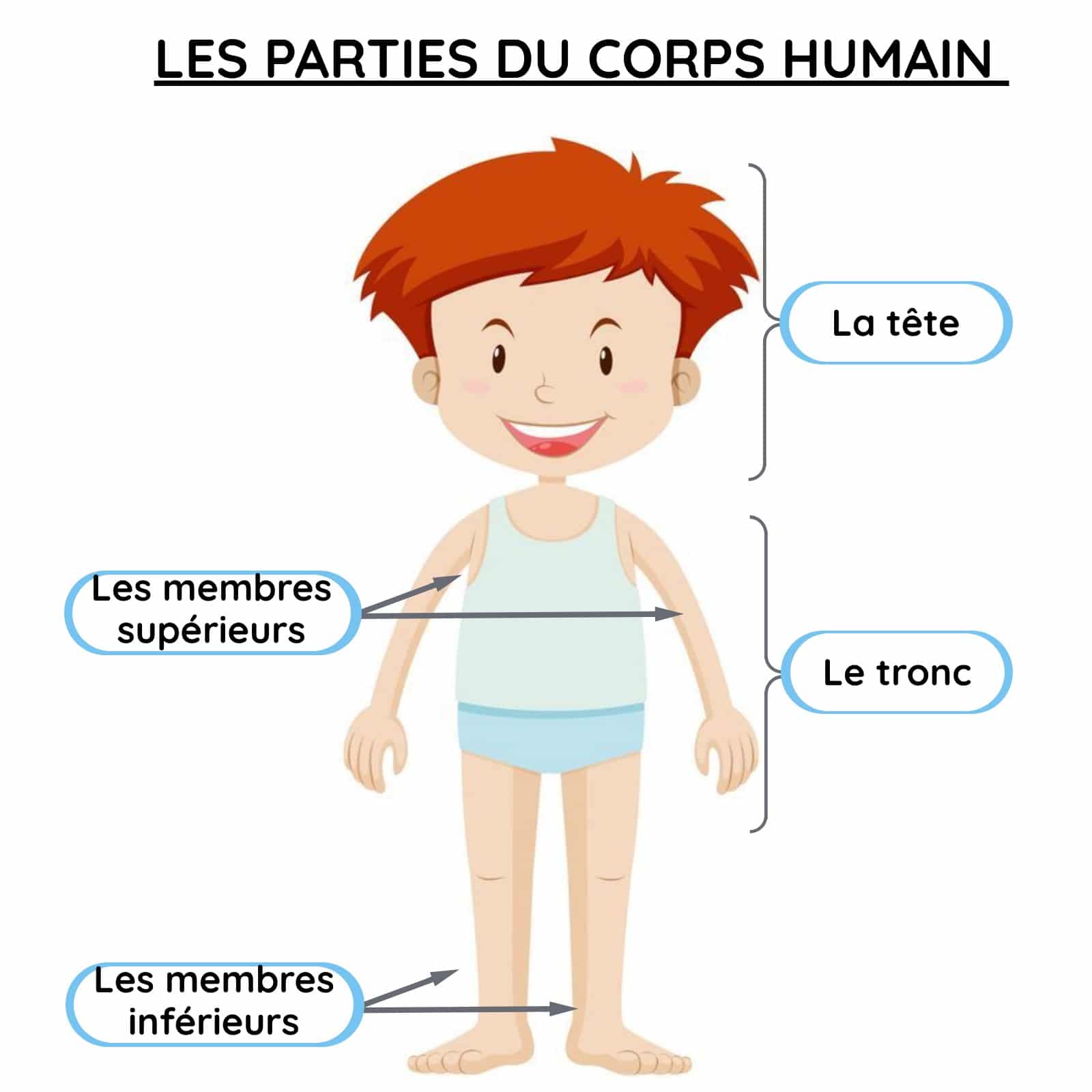 Parties Du Corps Humain Diagramme Médical Des Parties Du Corps Humain