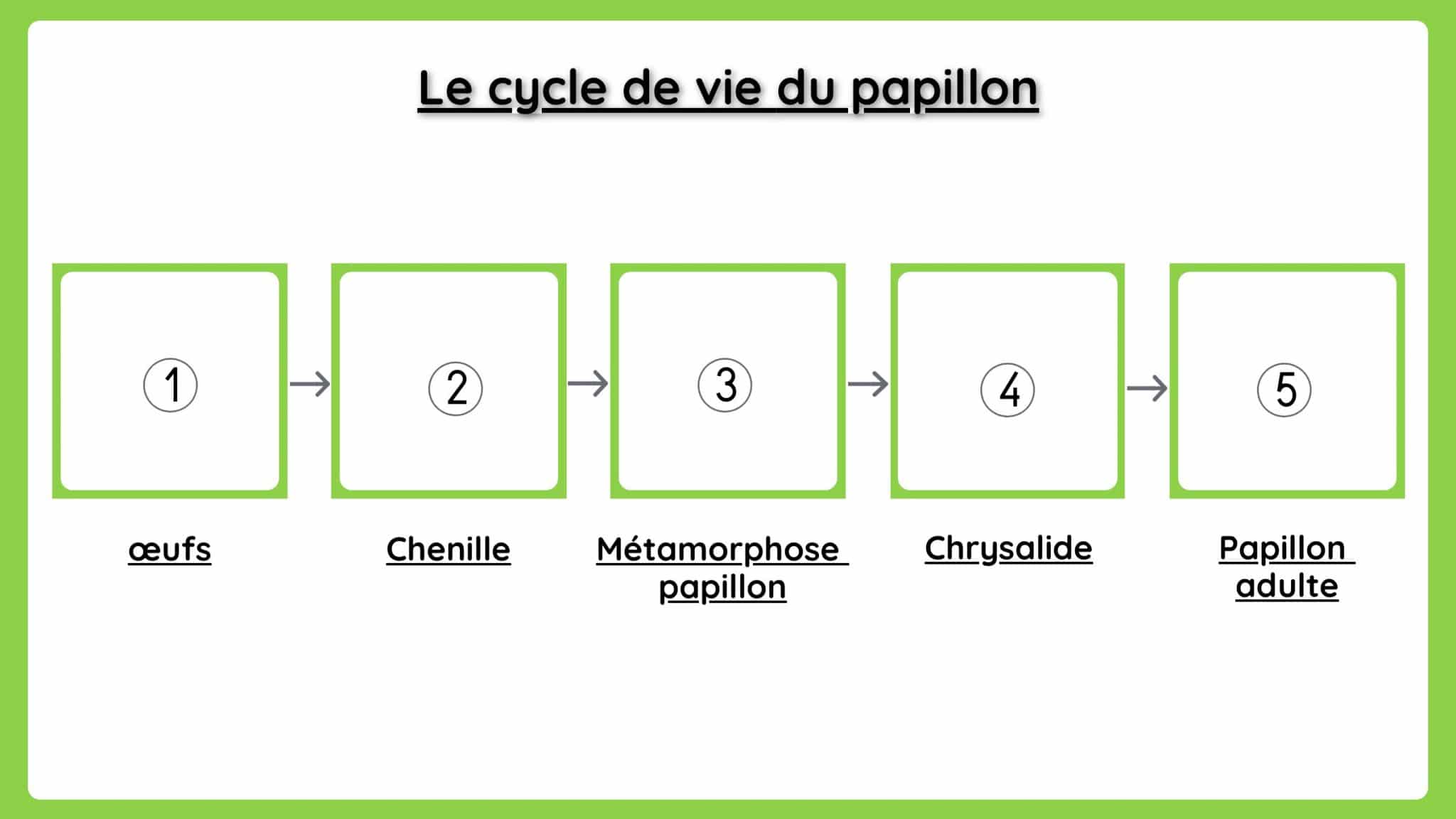 LE CYCLES DE VIE DU PAPILLON - AFFICHAGE ET ATELIERS DE MANIPULATIONS ...