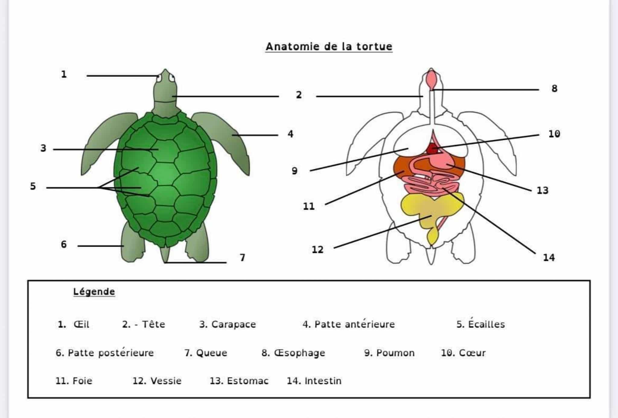 Activité lecture et lapbook sur les tortues - Lecture, Sciences CE1 ...