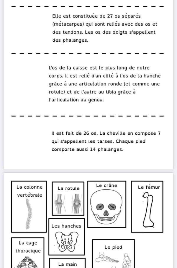 squelette descriptif et exercices - Sciences CE1, CE2, CP - La Salle ...